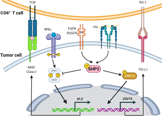 Tumor Cell–Autonomous SHP2 Contributes to Immune Suppression in ...