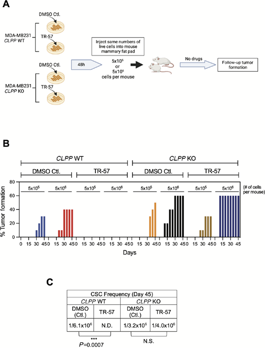 Mitochondrial Matrix Protease ClpP Agonists Inhibit Cancer Stem Cell ...