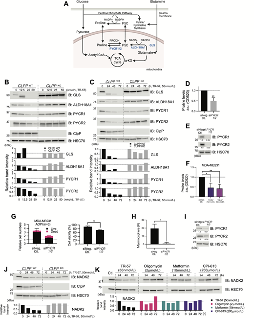 Mitochondrial Matrix Protease ClpP Agonists Inhibit Cancer Stem Cell ...