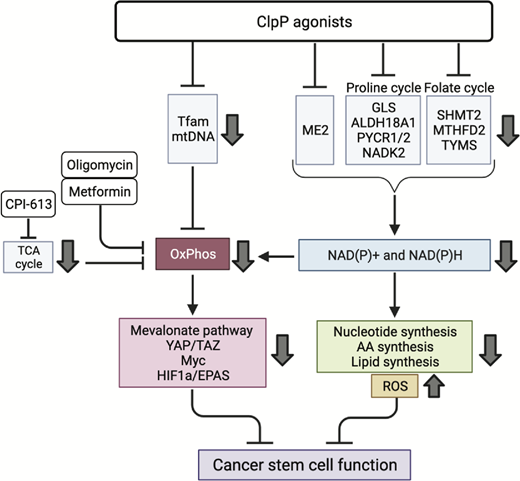 Mitochondrial Matrix Protease ClpP Agonists Inhibit Cancer Stem Cell ...