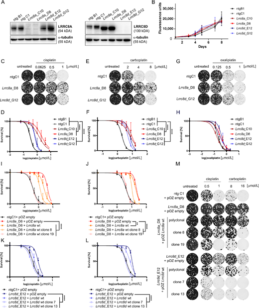 Loss of the Volume-regulated Anion Channel Components LRRC8A and LRRC8D ...