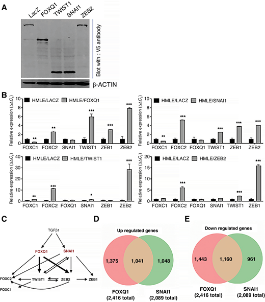 DDR2 Coordinates EMT and Metabolic Reprogramming as a Shared Effector ...
