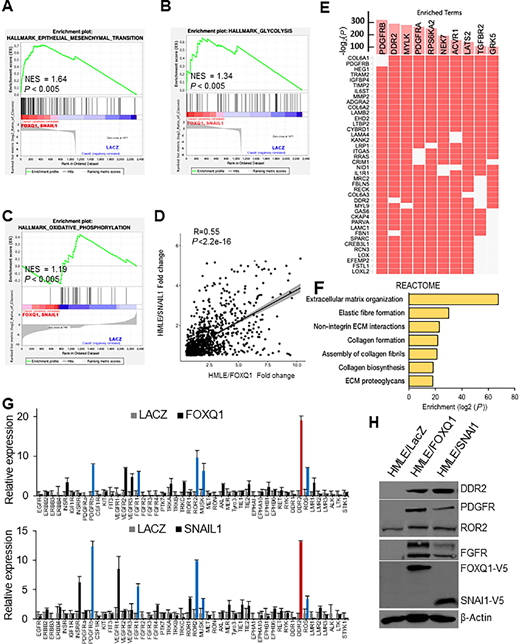DDR2 Coordinates EMT and Metabolic Reprogramming as a Shared Effector ...