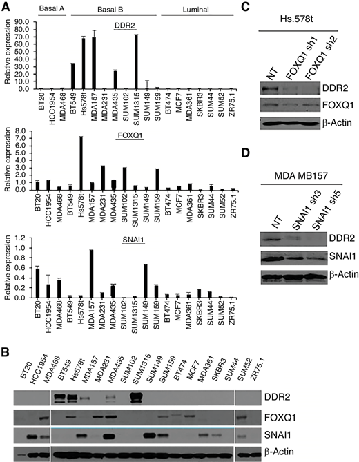 DDR2 Coordinates EMT and Metabolic Reprogramming as a Shared Effector ...