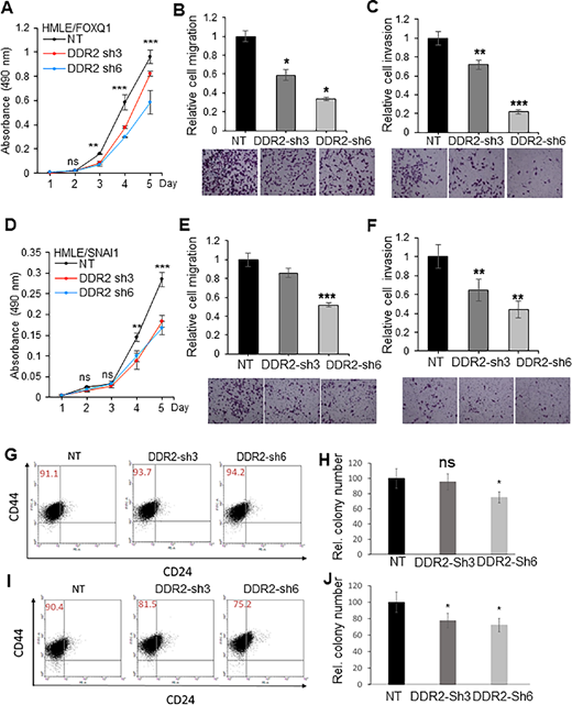 DDR2 Coordinates EMT and Metabolic Reprogramming as a Shared Effector ...