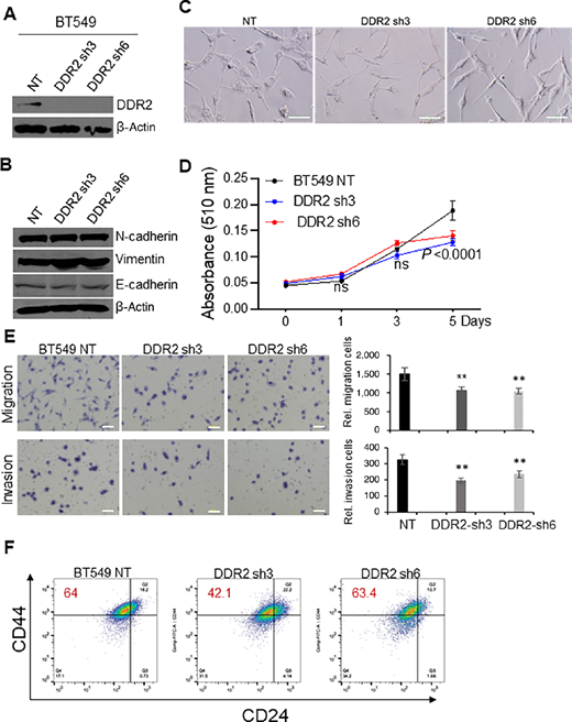 DDR2 Coordinates EMT and Metabolic Reprogramming as a Shared Effector ...
