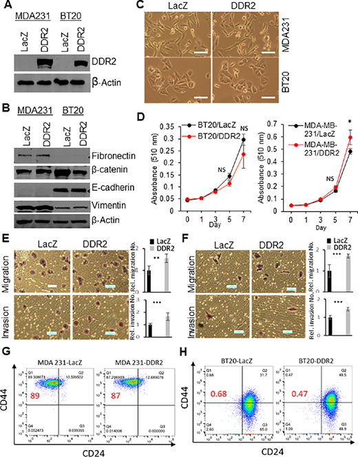 DDR2 Coordinates EMT and Metabolic Reprogramming as a Shared Effector ...