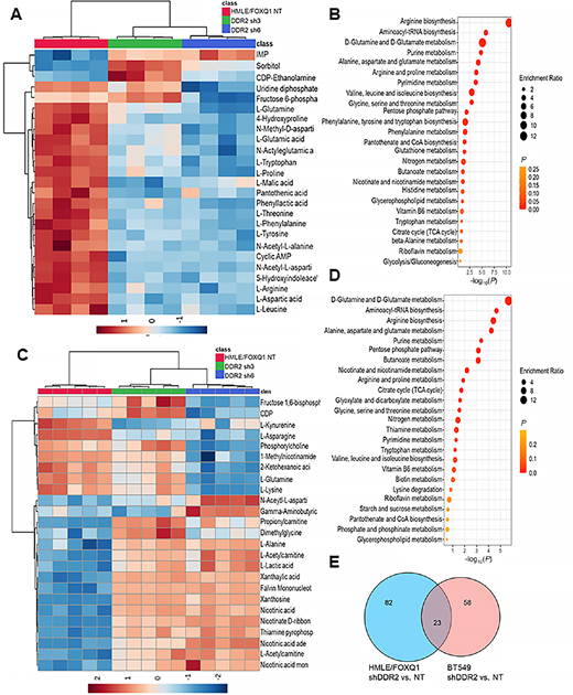 DDR2 Coordinates EMT and Metabolic Reprogramming as a Shared Effector ...