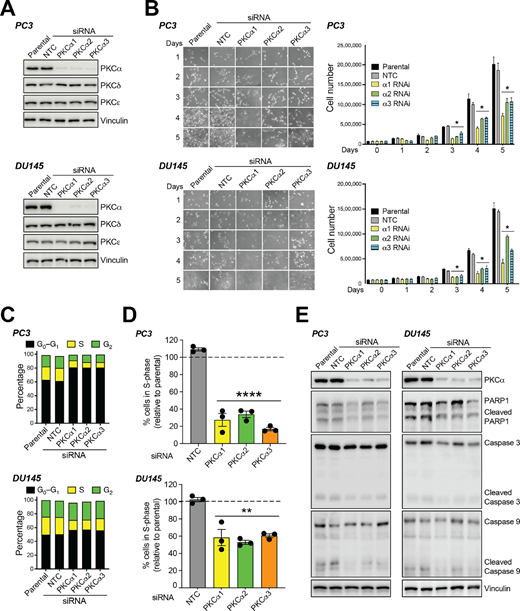 Protein Kinase C Alpha is a Central Node for Tumorigenic ...