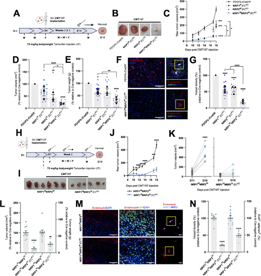 Endothelial VEGFR Coreceptors Neuropilin-1 and Neuropilin-2 Are ...