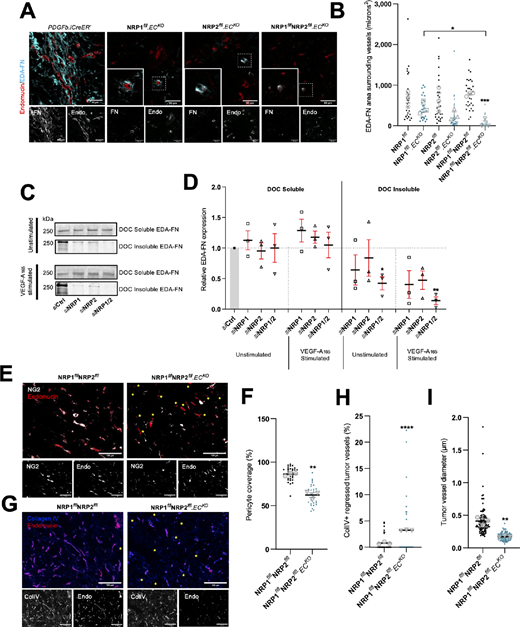 Endothelial VEGFR Coreceptors Neuropilin-1 and Neuropilin-2 Are ...