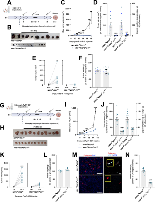 Endothelial VEGFR Coreceptors Neuropilin-1 and Neuropilin-2 Are ...