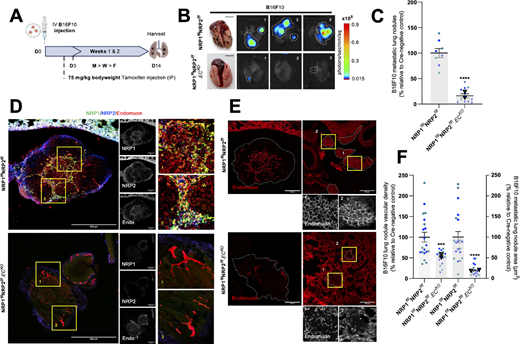 Endothelial VEGFR Coreceptors Neuropilin-1 and Neuropilin-2 Are ...