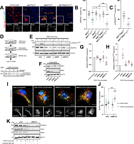 Endothelial VEGFR Coreceptors Neuropilin-1 and Neuropilin-2 Are ...
