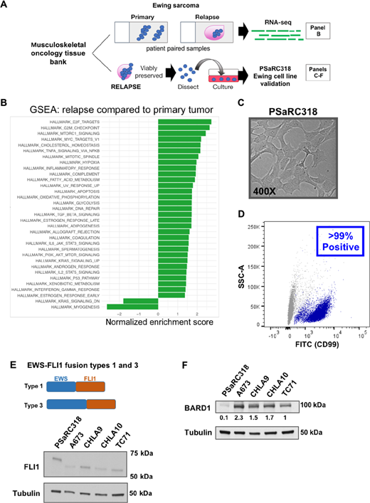 BRCA1-Associated RING Domain-1 (BARD1) Loss and GBP1 Expression Enhance ...