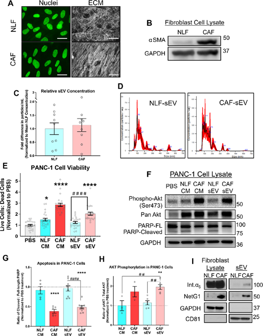 NetrinG1+ Cancer-Associated Fibroblasts Generate Unique Extracellular ...
