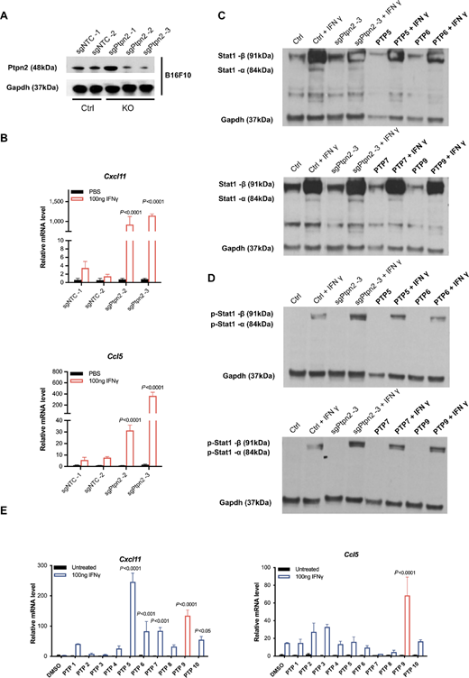 Small-molecule PTPN2 Inhibitors Sensitize Resistant Melanoma to Anti-PD ...
