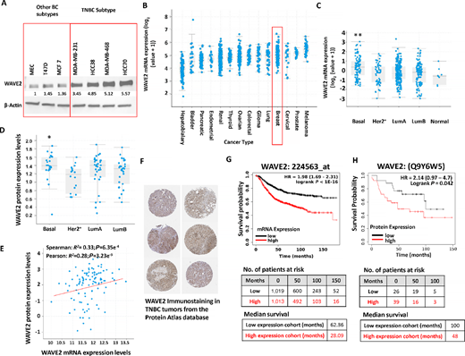The WAVE2/miR-29/Integrin-β1 Oncogenic Signaling Axis Promotes Tumor ...