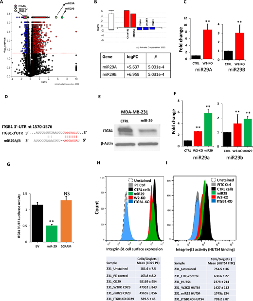 The WAVE2/miR-29/Integrin-β1 Oncogenic Signaling Axis Promotes Tumor ...