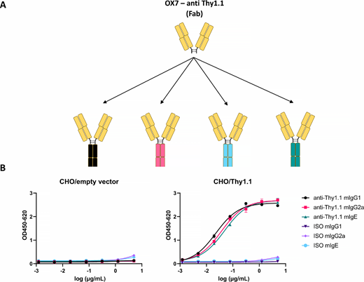 Mouse IgG2a Isotype Therapeutic Antibodies Elicit Superior Tumor Growth ...