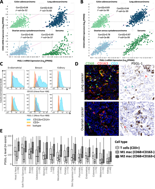 PSGL-1 Blockade Induces Classical Activation of Human Tumor-associated Macrophages | Cancer ...