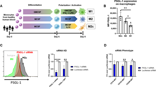 PSGL-1 Blockade Induces Classical Activation of Human Tumor-associated Macrophages | Cancer ...