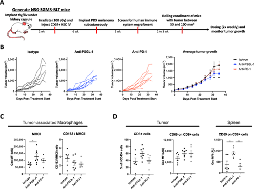 PSGL-1 Blockade Induces Classical Activation of Human Tumor-associated Macrophages | Cancer ...