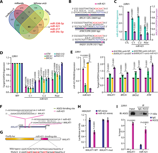 Targeting MALAT1 Augments Sensitivity to PARP Inhibition by Impairing ...