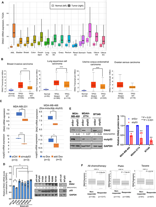 DNA2 Nuclease Inhibition Confers Synthetic Lethality in Cancers with ...