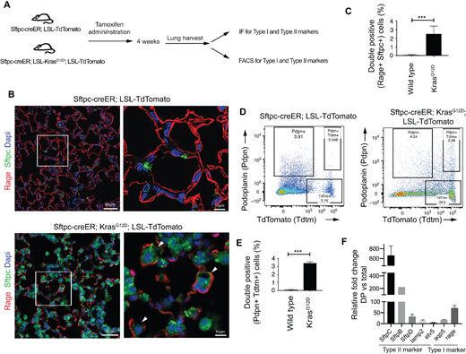 Activation of KrasG12D in Subset of Alveolar Type II Cells Enhances ...
