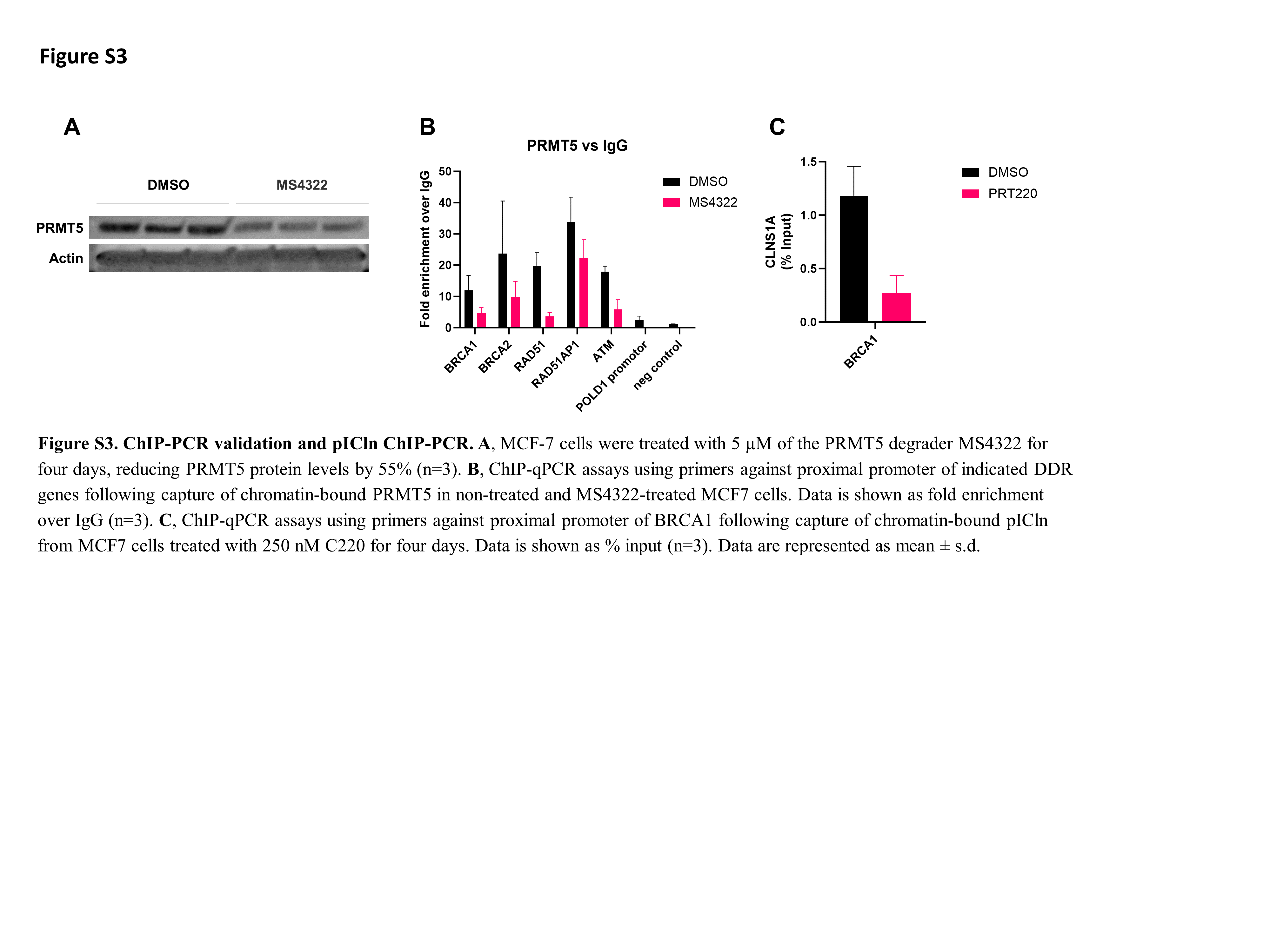 PRMT5 Inhibitors Regulate DNA Damage Repair Pathways in Cancer Cells ...