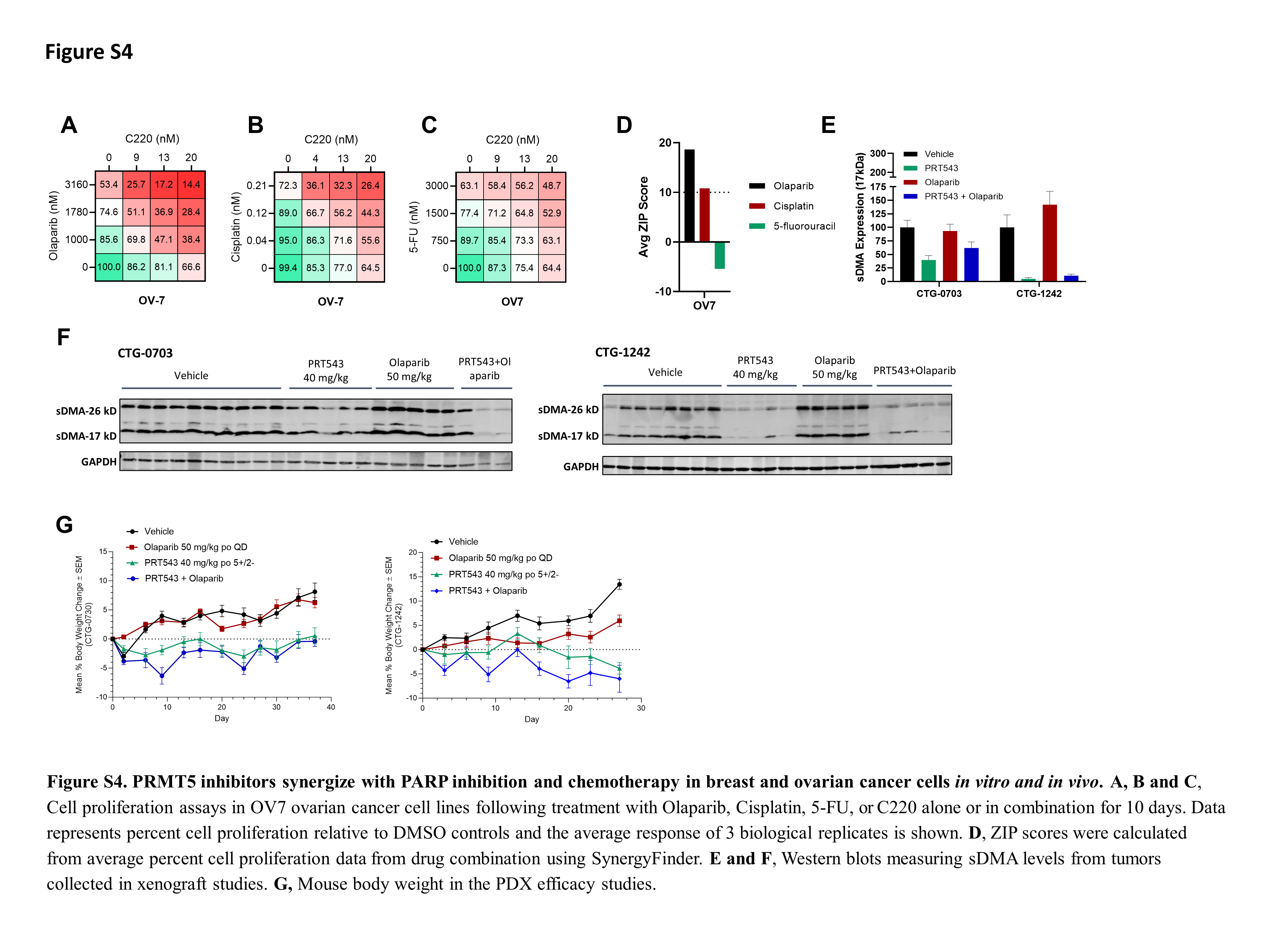 PRMT5 Inhibitors Regulate DNA Damage Repair Pathways in Cancer Cells ...