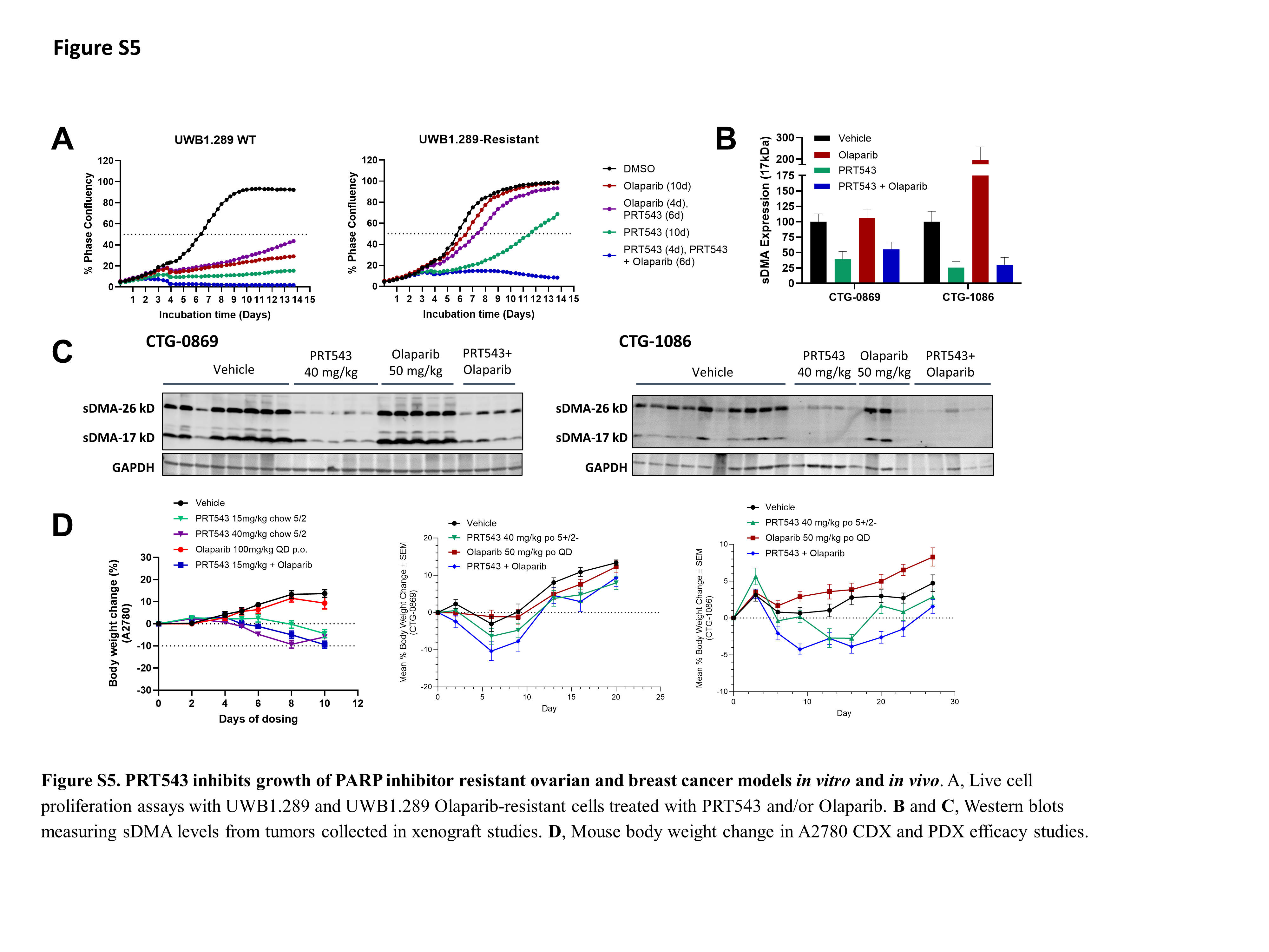 PRMT5 Inhibitors Regulate DNA Damage Repair Pathways in Cancer Cells ...