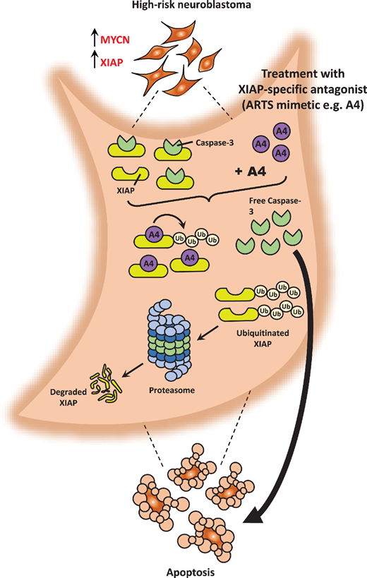 Targeted Degradation of XIAP is Sufficient and Specific to Induce ...