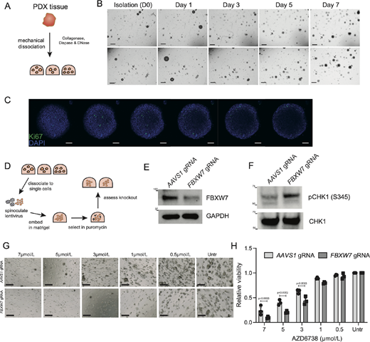 Fbxw7 Loss Sensitizes Cells To Atr Inhibition Through Induced Mitotic