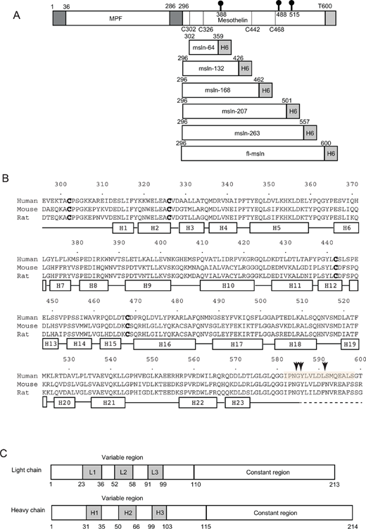 Structures of Cancer Antigen Mesothelin and Its Complexes with ...