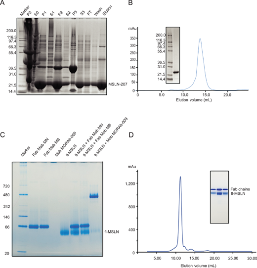 Structures of Cancer Antigen Mesothelin and Its Complexes with ...
