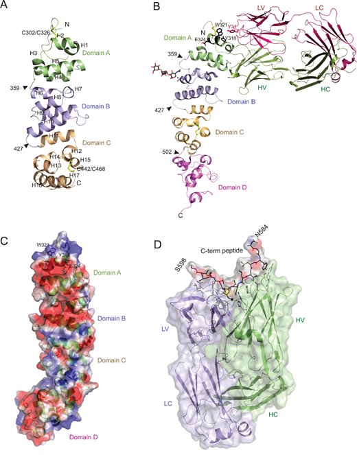Structures of Cancer Antigen Mesothelin and Its Complexes with ...