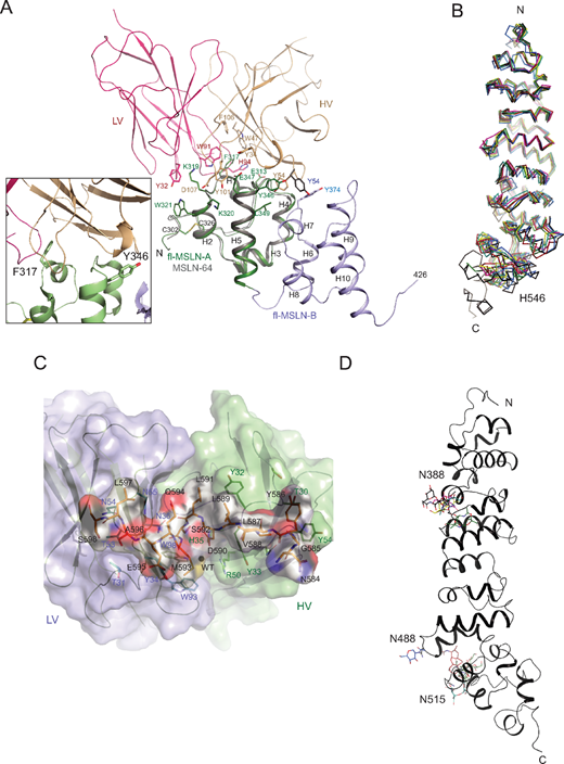Structures of Cancer Antigen Mesothelin and Its Complexes with Therapeutic Antibodies | Cancer ...