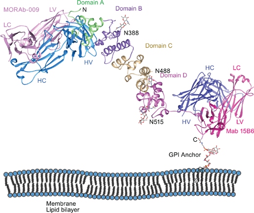 Structures of Cancer Antigen Mesothelin and Its Complexes with ...