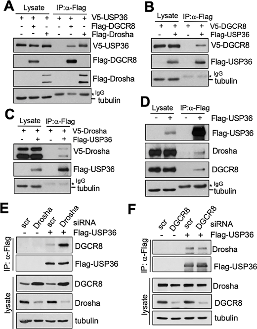 The Ubiquitin-specific Protease USP36 Associates with the ...