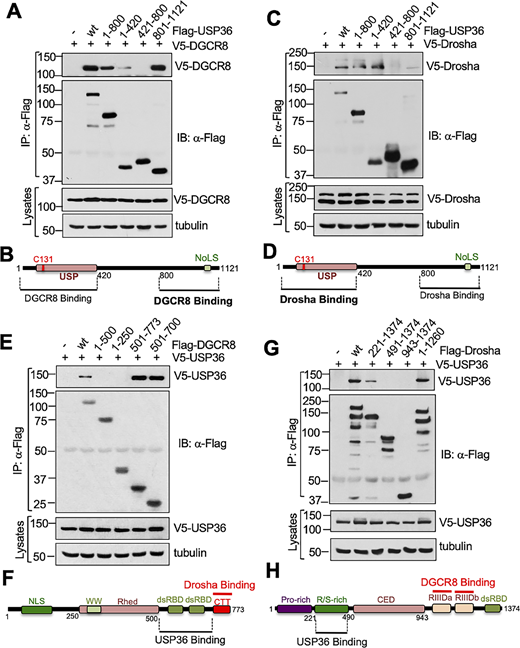 The Ubiquitin-specific Protease USP36 Associates with the ...