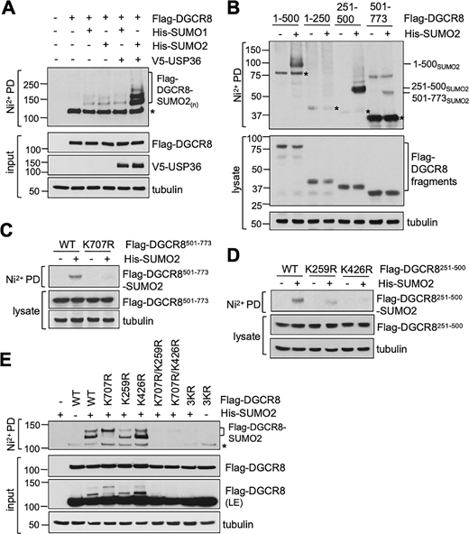 The Ubiquitin-specific Protease USP36 Associates with the ...