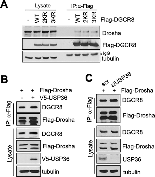 The Ubiquitin-specific Protease USP36 Associates with the ...