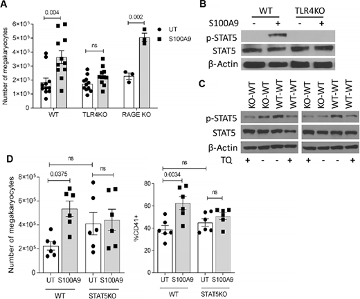 S100A8/S100A9 Promote Progression of Multiple Myeloma via Expansion of ...