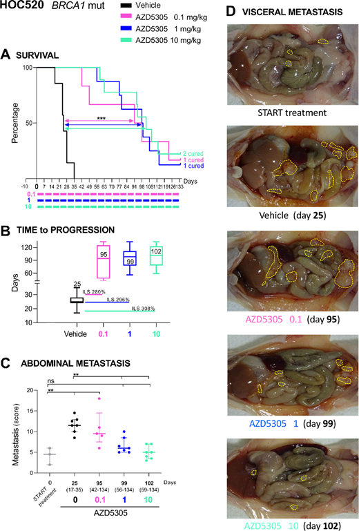 The PARP1 Inhibitor AZD5305 Impairs Ovarian Adenocarcinoma Progression ...