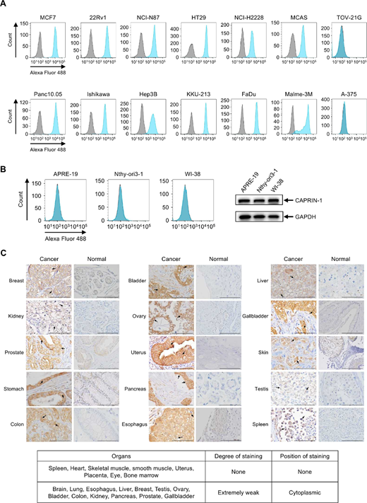Identification of Membrane-expressed CAPRIN-1 as a Novel and Universal ...
