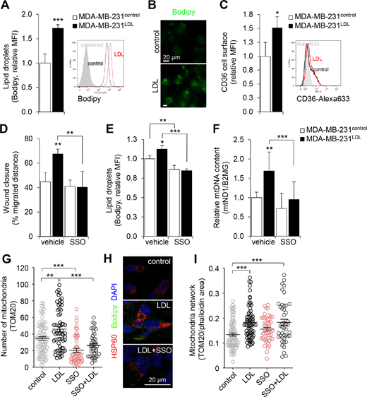 Mitochondrial Metabolism Drives Low-density Lipoprotein-induced Breast ...