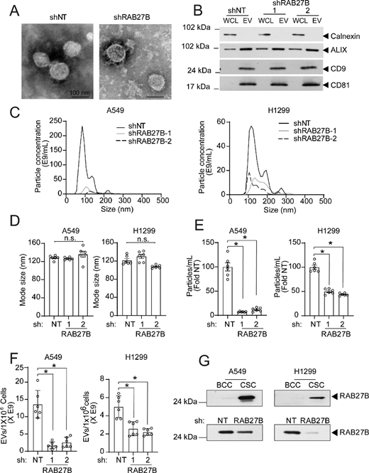 RAB27B Drives a Cancer Stem Cell Phenotype in NSCLC Cells Through ...