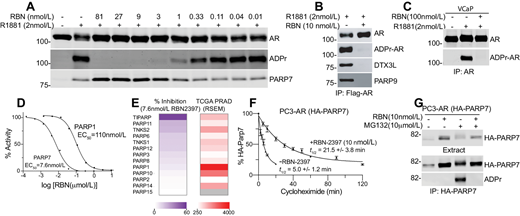 Induction of PARP7 Creates a Vulnerability for Growth Inhibition by ...